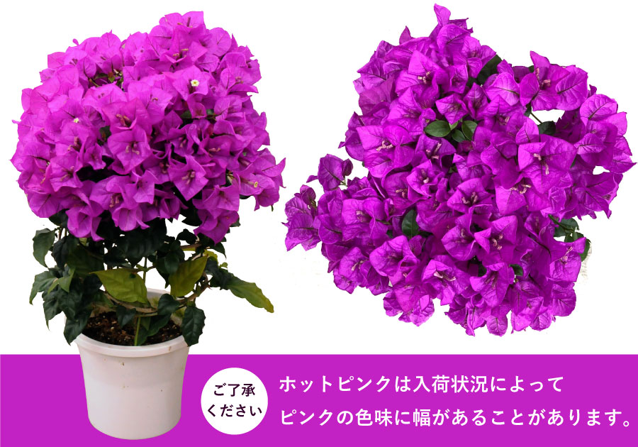 お祝いプレゼント 花 色が選べるブーゲンビリア ブーゲンビレア 5号鉢 | 花工房エーデルワイス